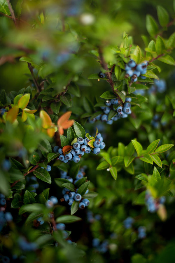 Our Favorite Huckleberry Trails - Cascadia Coffee Roasters
